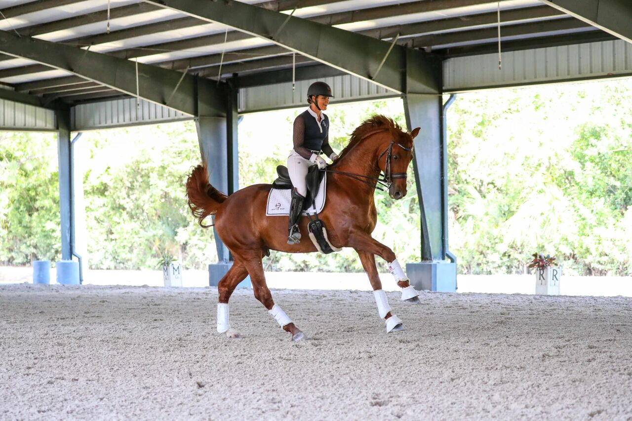 为什么需要正确的跑步：理解并训练空中换腿 - 行业资讯 - 马术在线